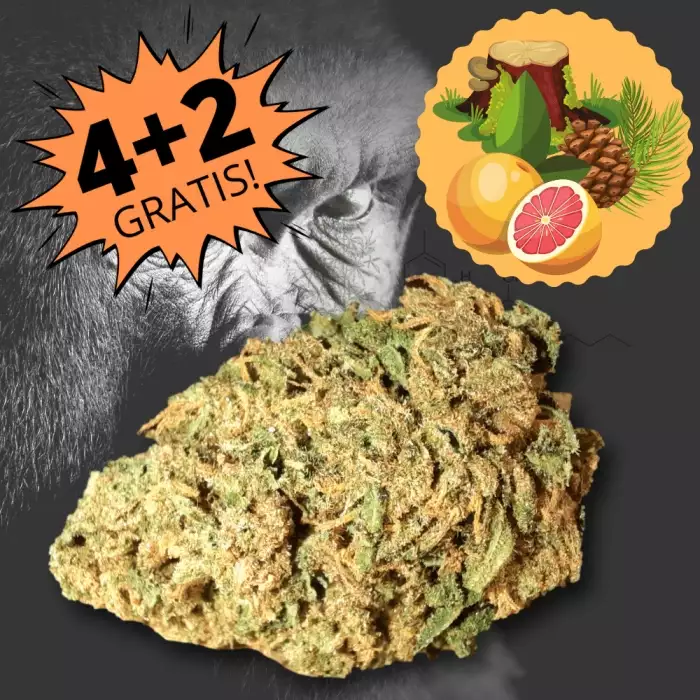 Gorillaz Skunk | Cannabis Legale | Seven Hemp