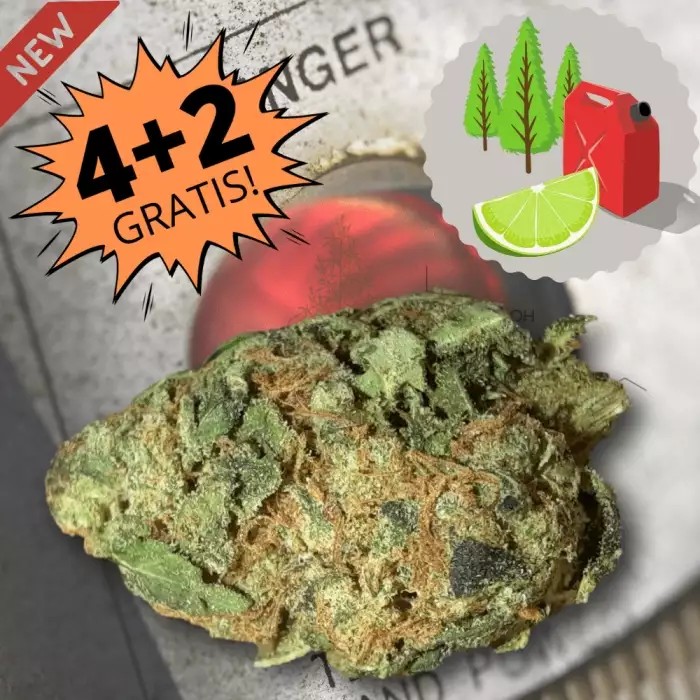 Acdc CBD | Cannabis Legale | Seven Hemp